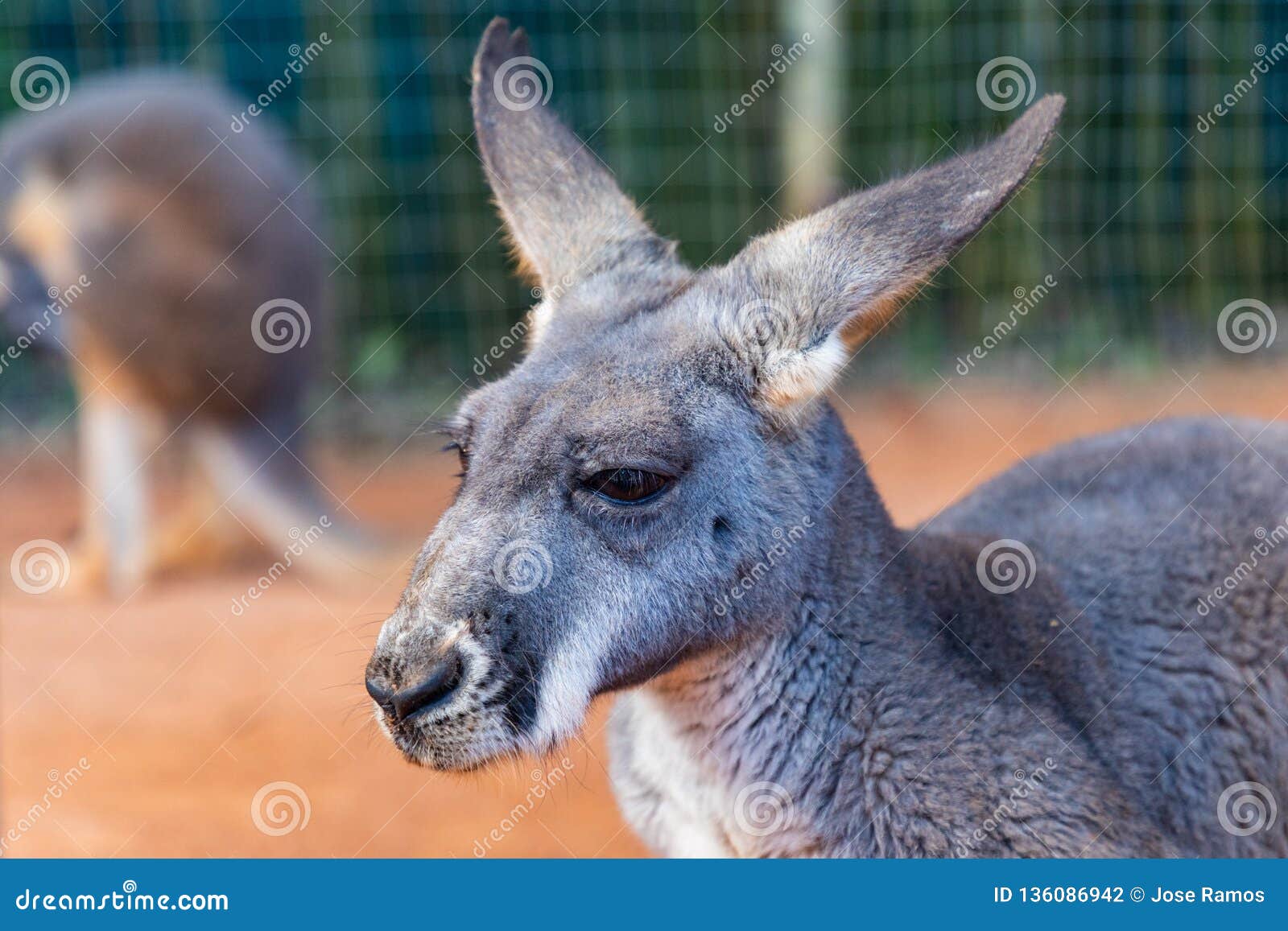 Grey Kangaroo in Side Profile Close-up Stock Photo - Image of dirt ...