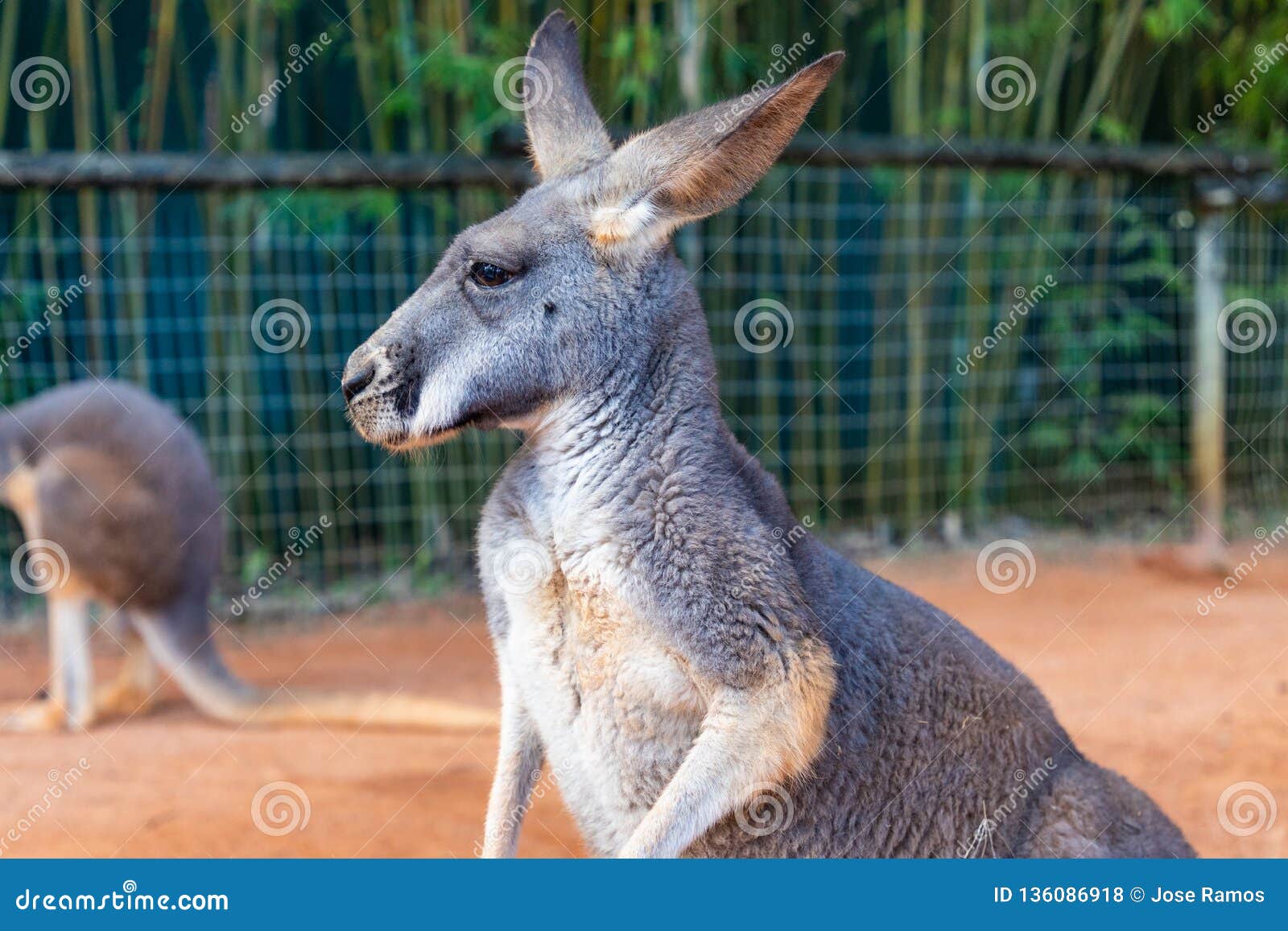 Grey Kangaroo in Side Profile Stock Photo - Image of herbivore, joey ...