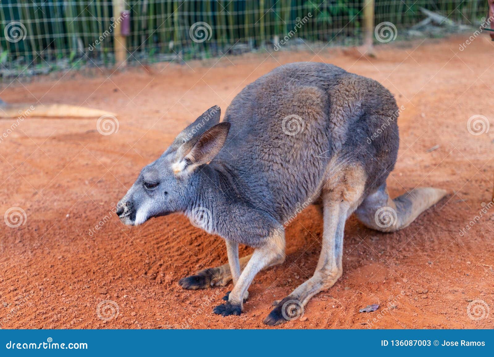 Red Kangaroo Crouching To Eat Some Grass Stock Photo | CartoonDealer ...