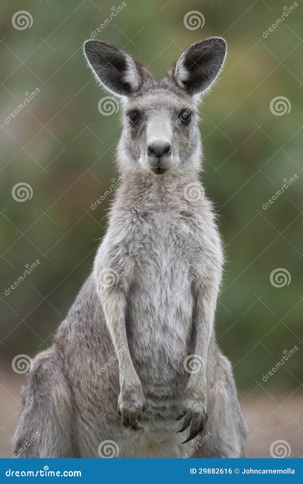 Kangaroo stock photo. Image of unique, nature, grey, australia - 29882616