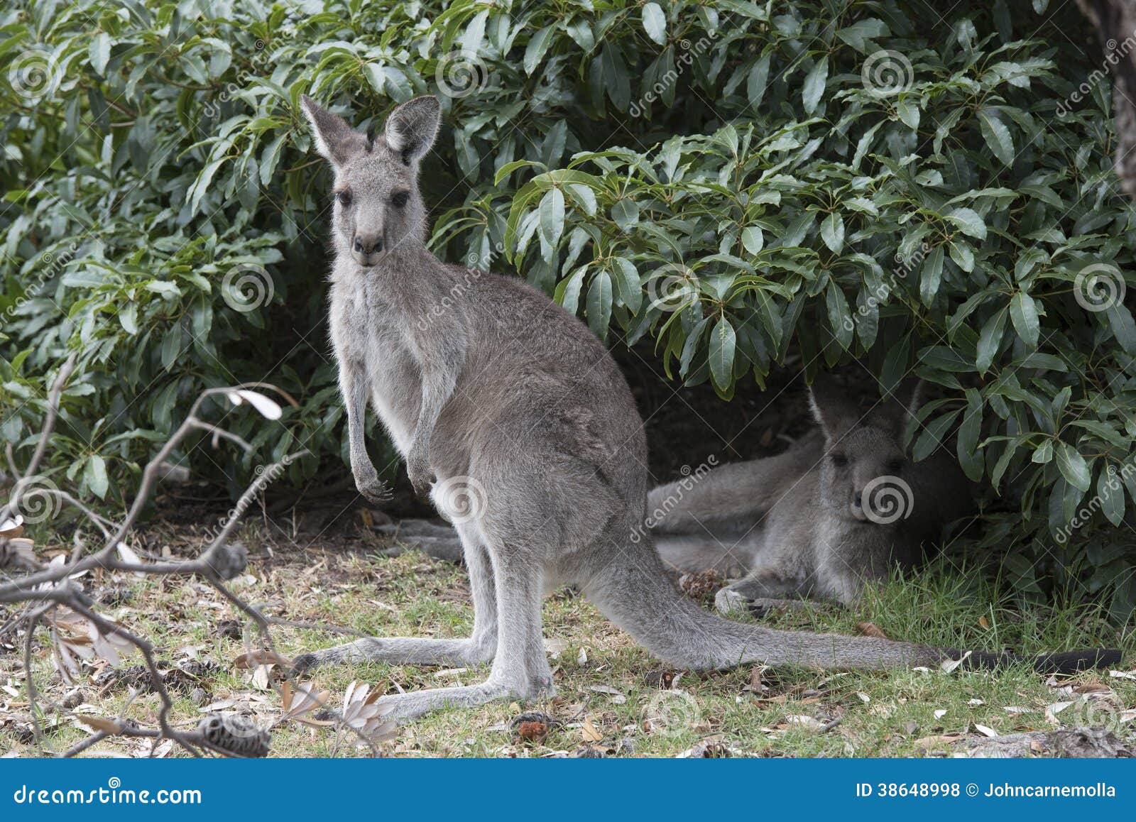 Grey kangaroos stock photo. Image of female, kangaroo - 38648998