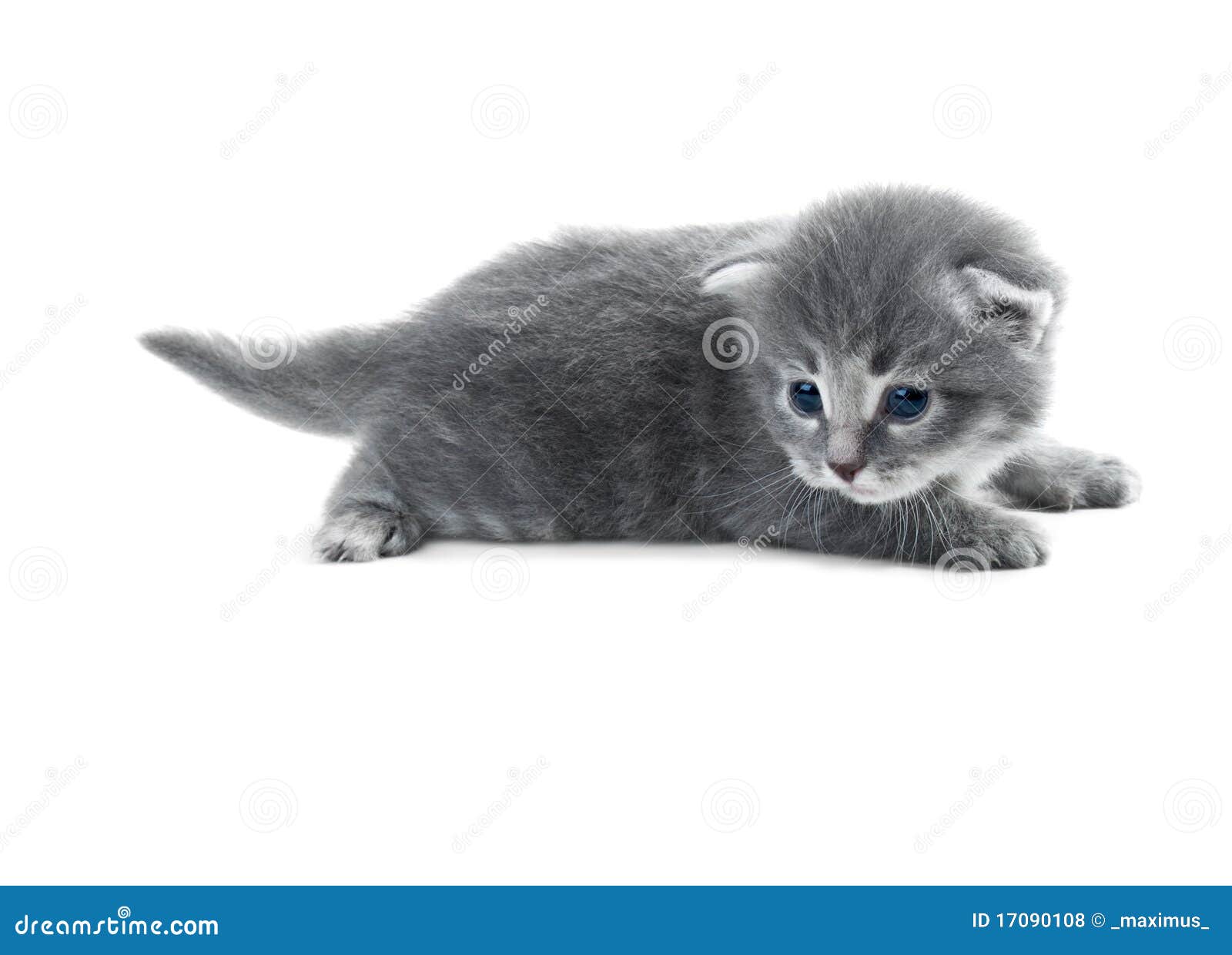 Grey kitten stock photo. Image of child, gray, feline - 17090108
