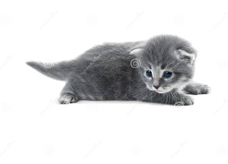 Grey kitten stock photo. Image of child, gray, feline - 17090108