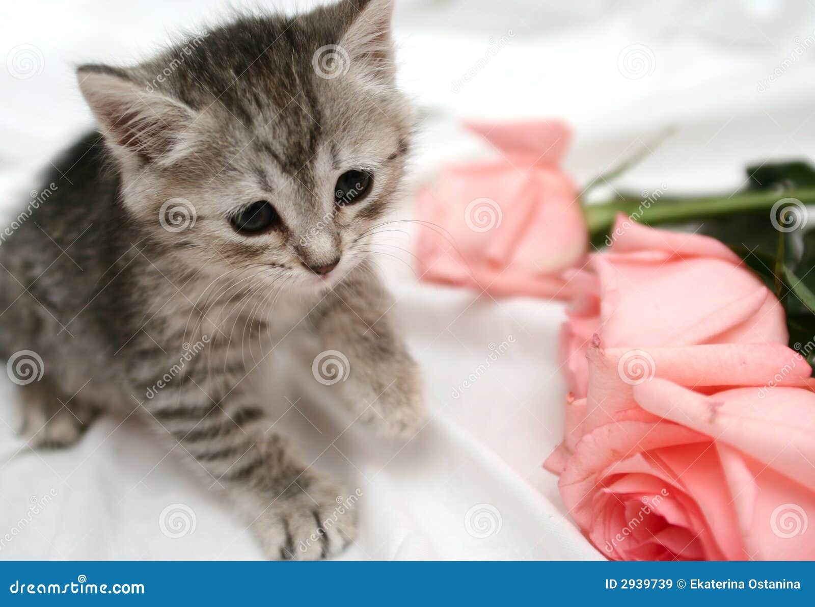 Grey kitten stock image. Image of kitten, pink, flower - 2939739