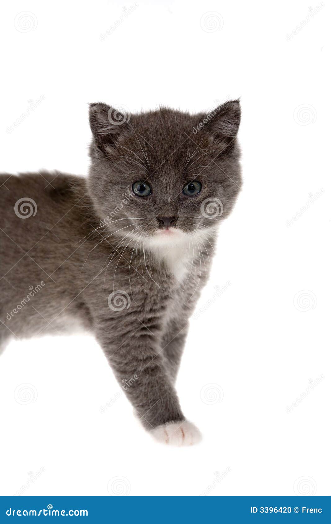 Grey kitten stock photo. Image of cute, alertness, animal - 3396420