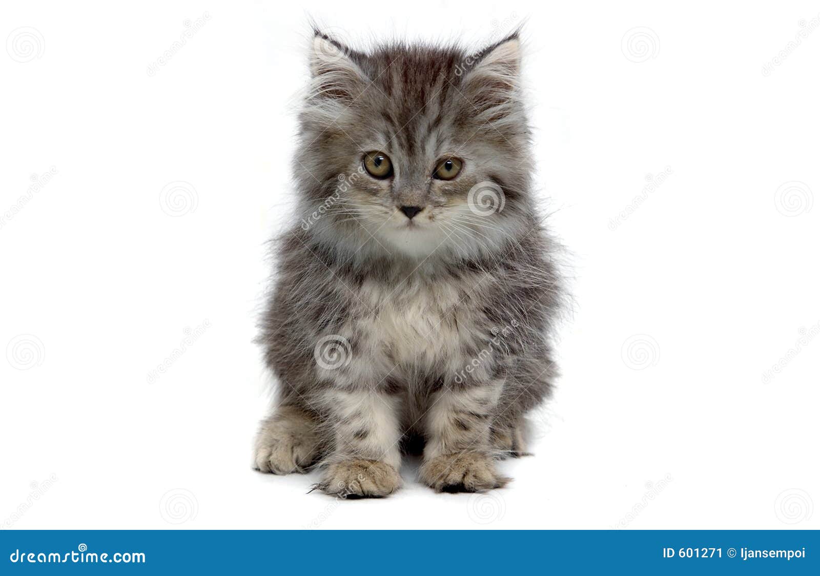 Grey kitten stock image. Image of kitten, fluffy, alert - 601271