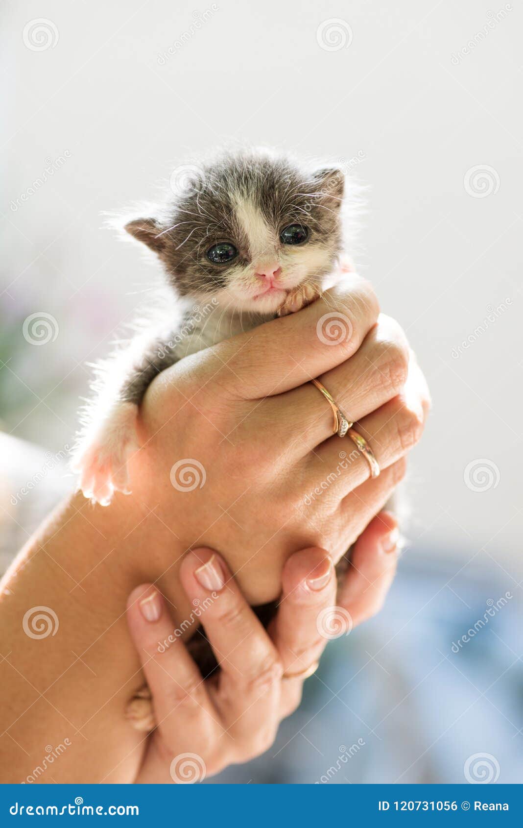 Grey kitten in hands stock photo. Image of friendship - 120731056