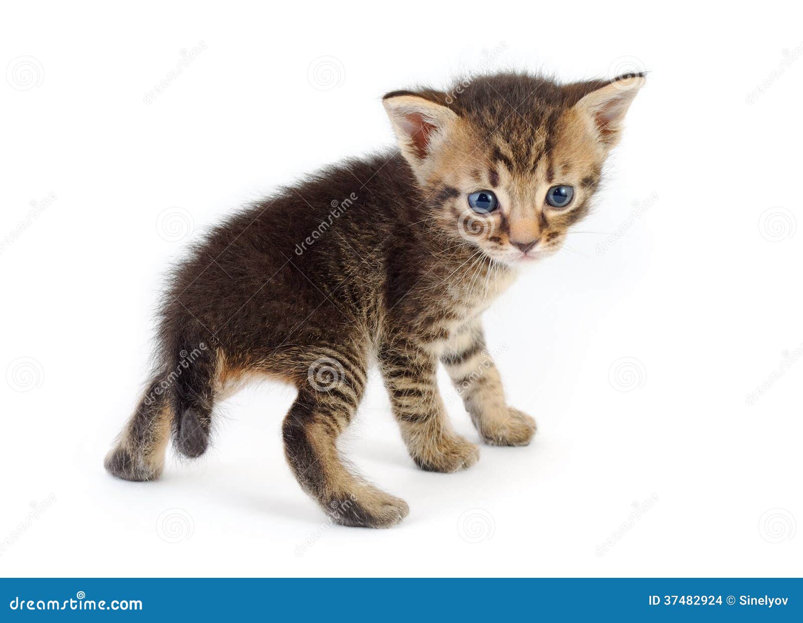 Grey kitten looking back stock photo. Image of portrait - 37482924