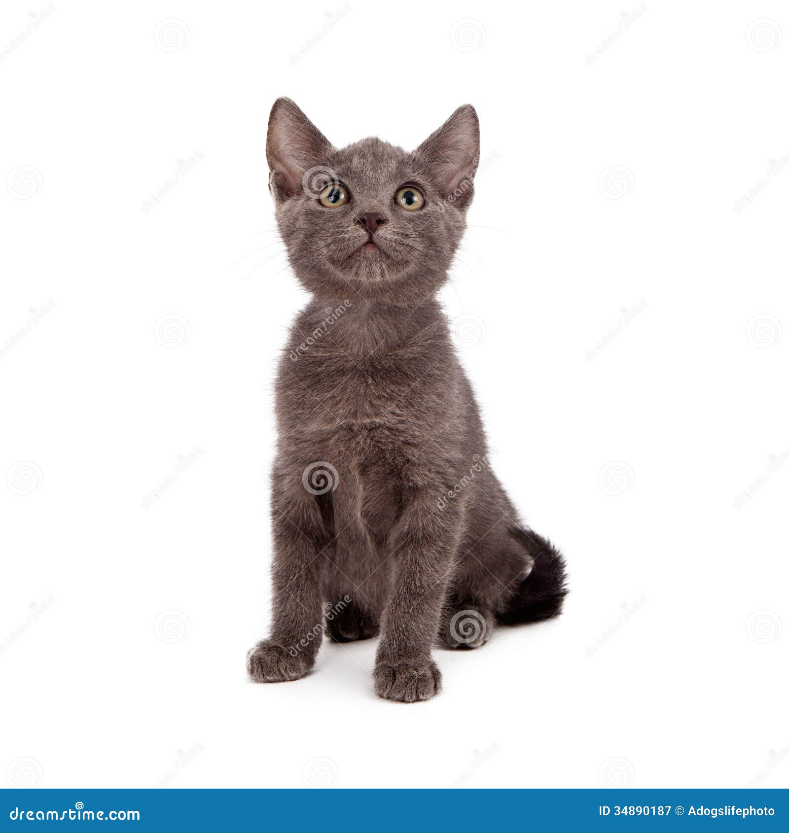Grey kitten looking up stock image. Image of isolated - 34890187