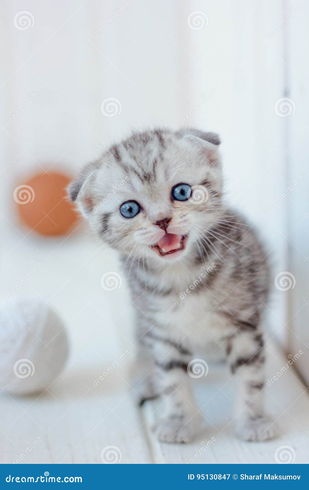 Grey kitten meow stock image. Image of funny, string - 95130847
