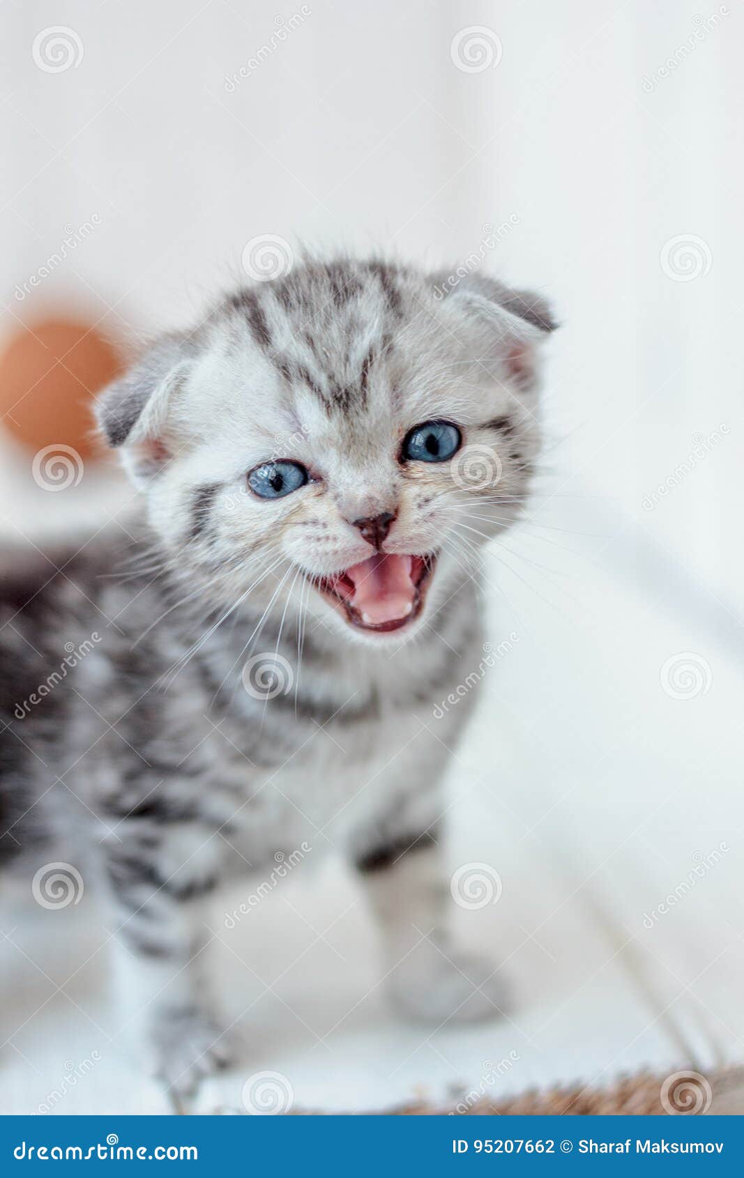 Grey kitten meow stock photo. Image of british, playful - 95207662