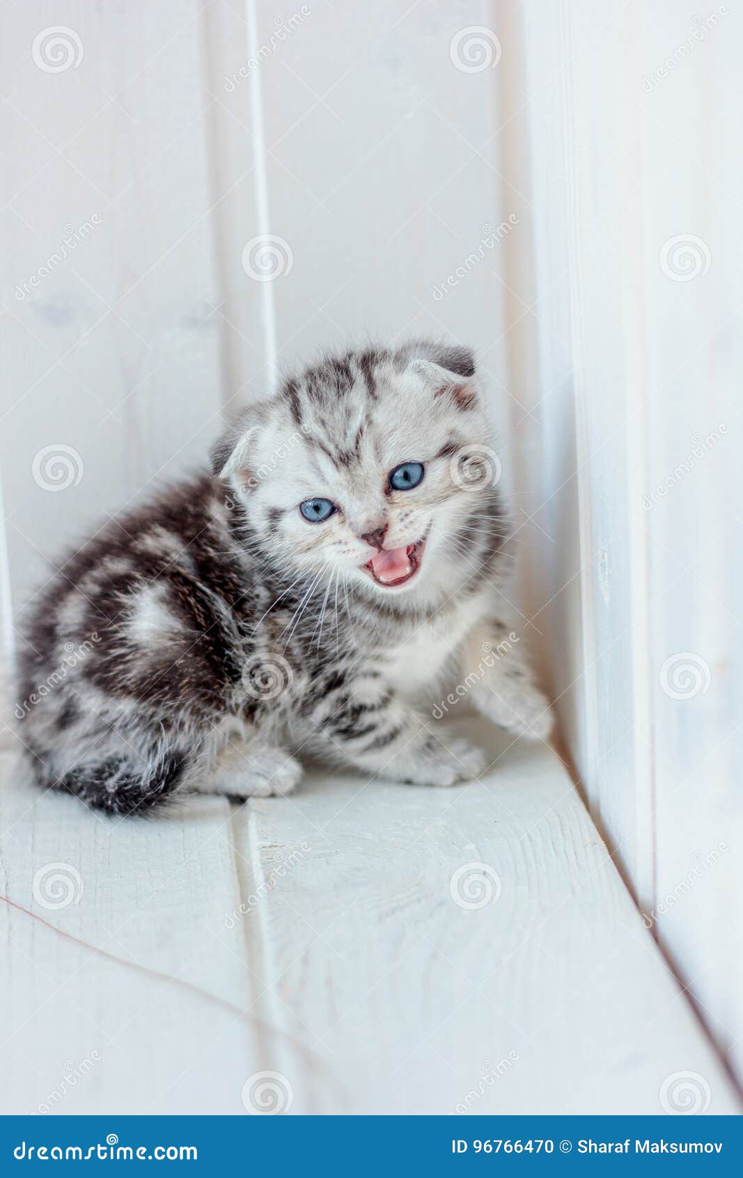 Grey kitten meow stock photo. Image of mouth, cute, playful - 96766470