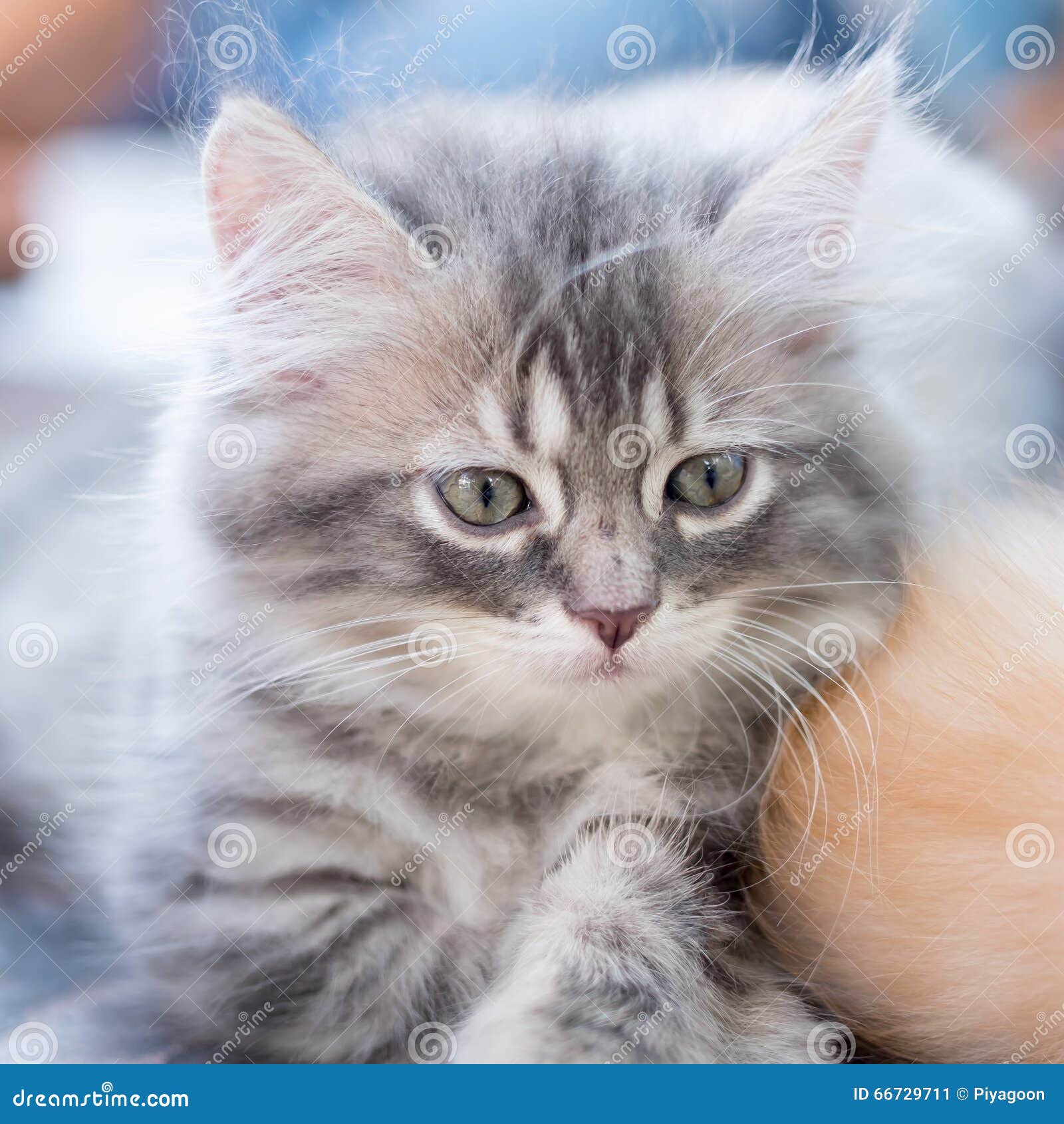 Grey kitten stock image. Image of baby, small, lovable - 66729711