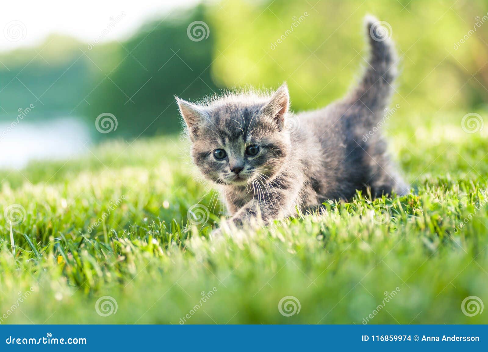 Grey Kitten Outdoors in the Green Grass Stock Photo - Image of grey ...