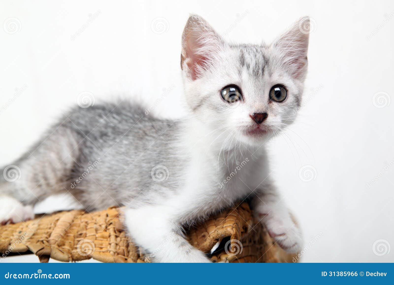 Grey kitten playing stock photo. Image of catching, young - 31385966