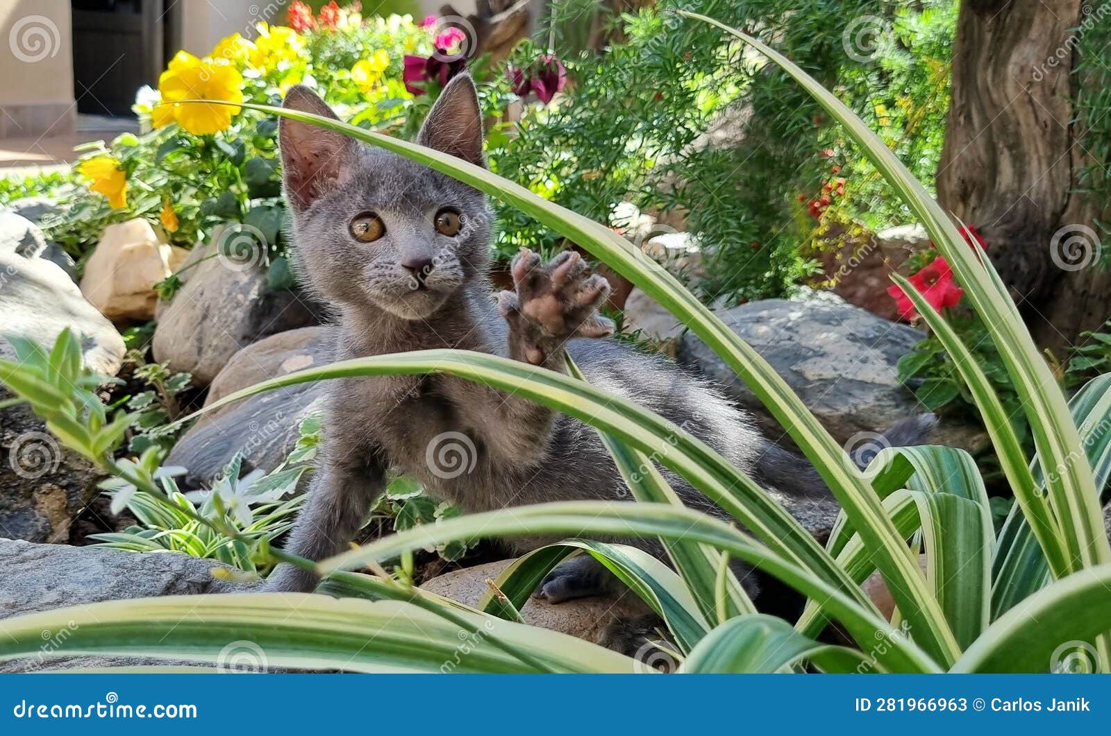 Grey Kitten Playing with Plants Stock Image - Image of kitten, domestic ...