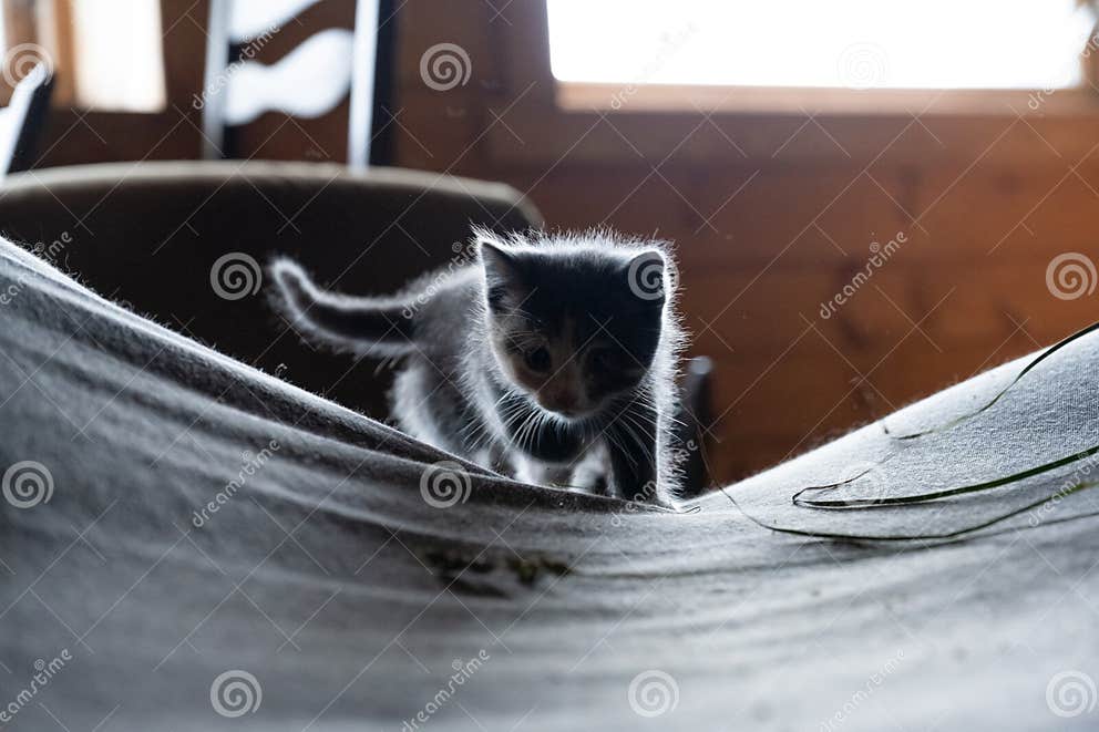 Grey Kitten Playing in a Sofa.. Stock Photo - Image of small, purebred ...