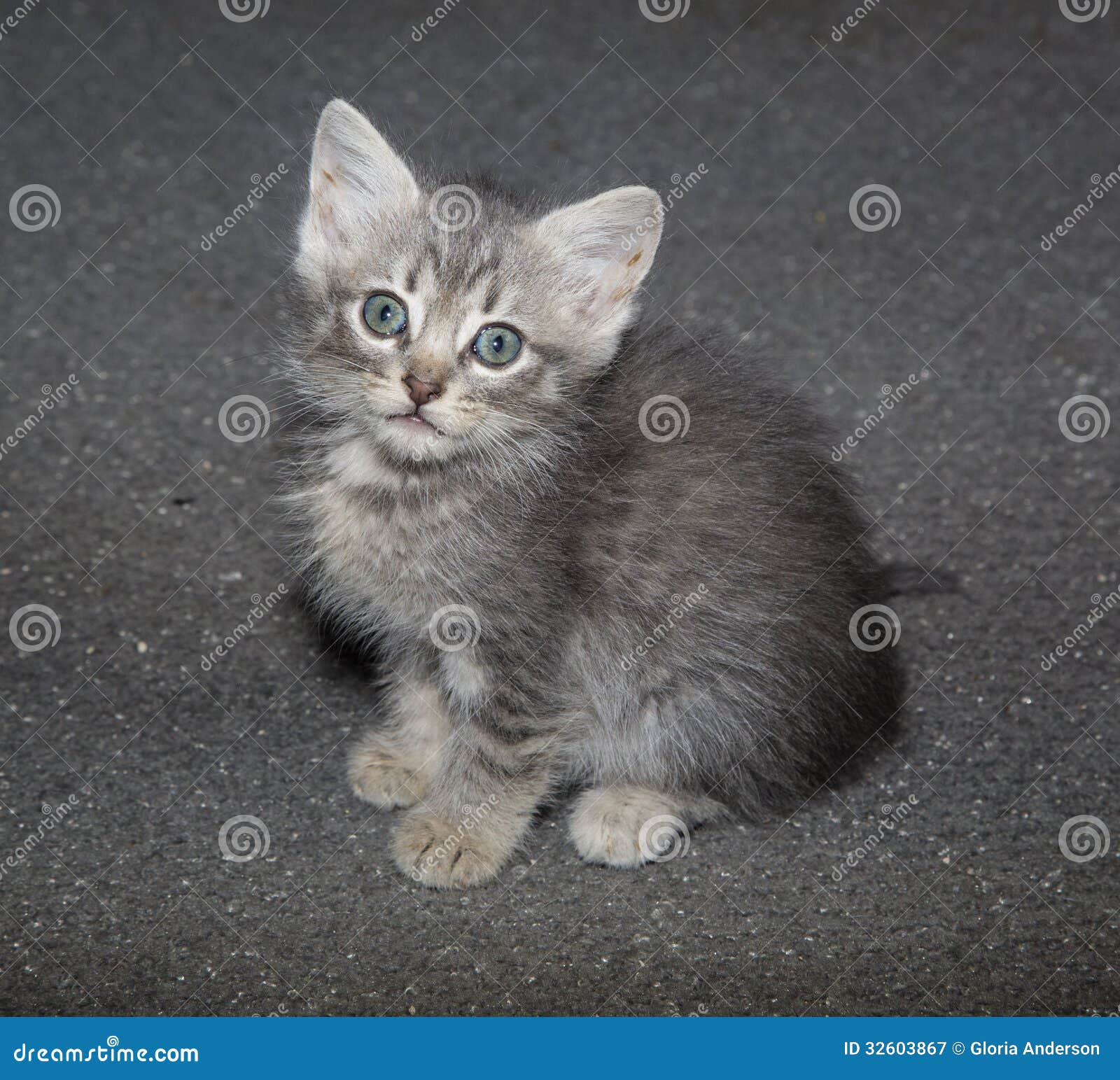 Grey Kitten Posing for Picture Close Up Stock Image - Image of animal ...