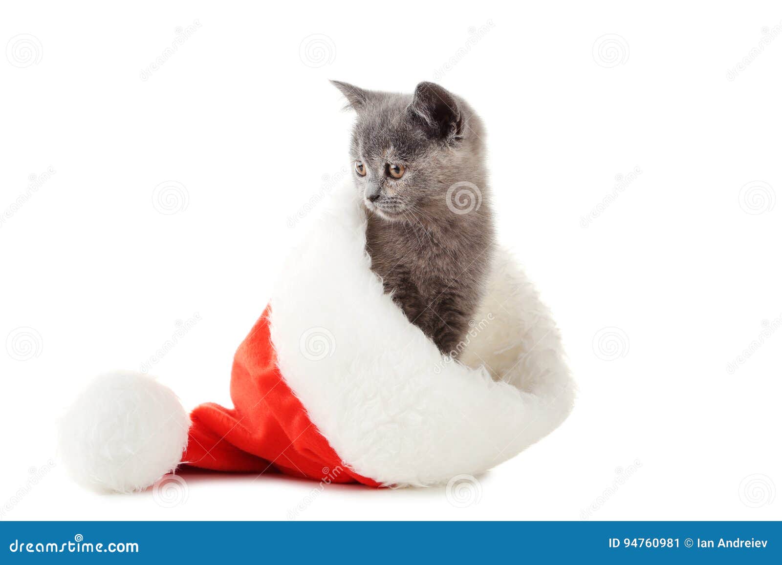 Grey kitten stock image. Image of furry, single, closeup - 94760981