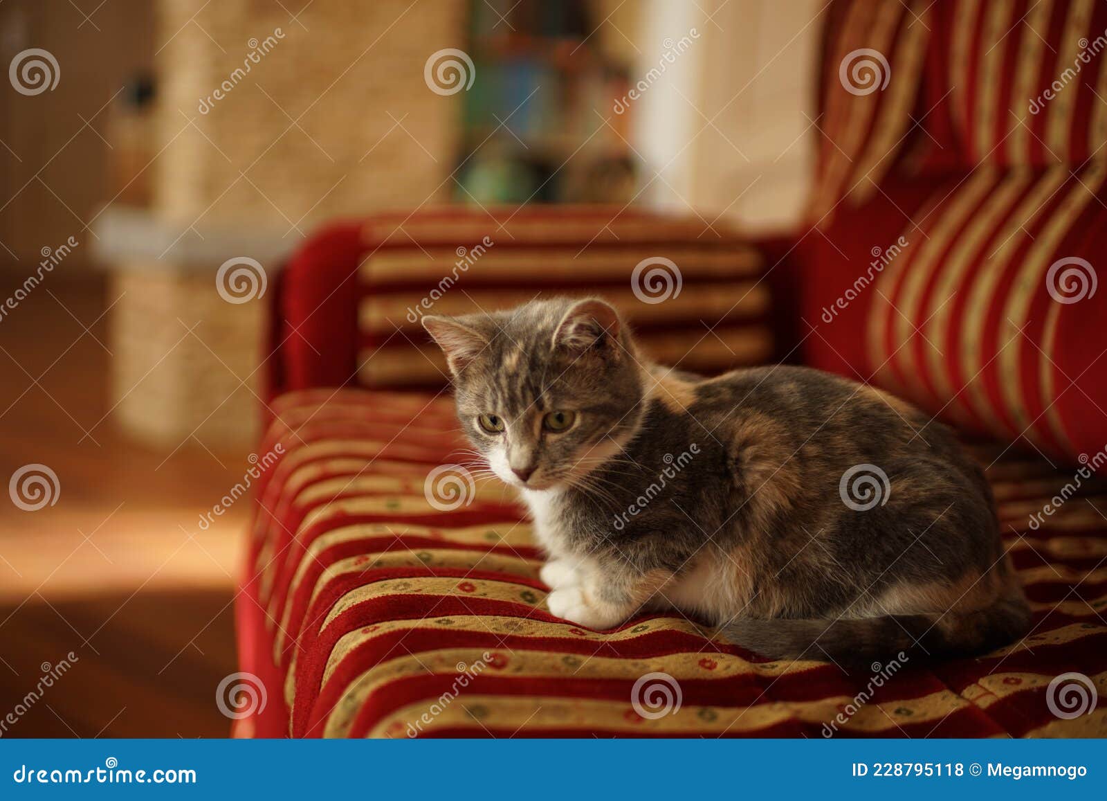 Grey Kitten Rest on a Red Sofa. Portrait of a Domestic Cat Stock Photo ...