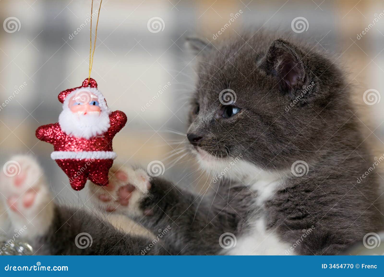 Grey Kitten and Santa Claus Stock Photo - Image of animal, haired: 3454770
