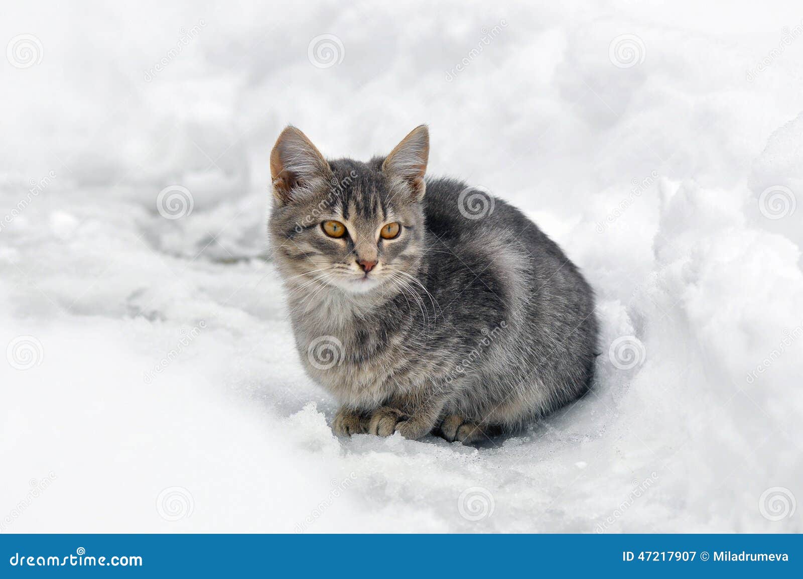 Grey Kitten Sitting in the Snow Stock Image - Image of animals, forest ...