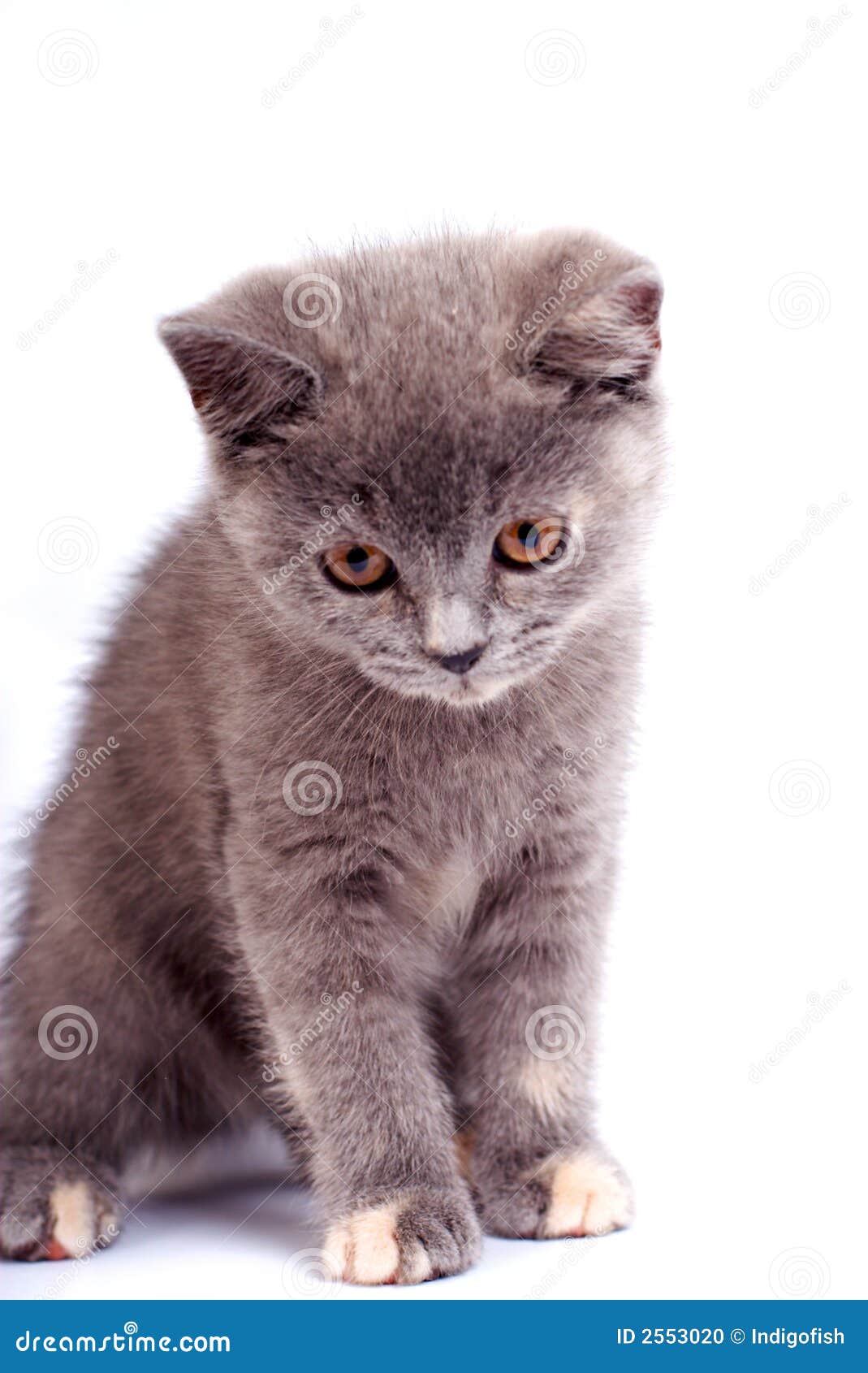 Grey kitty stock photo. Image of hair, fauna, hunt, background - 2553020