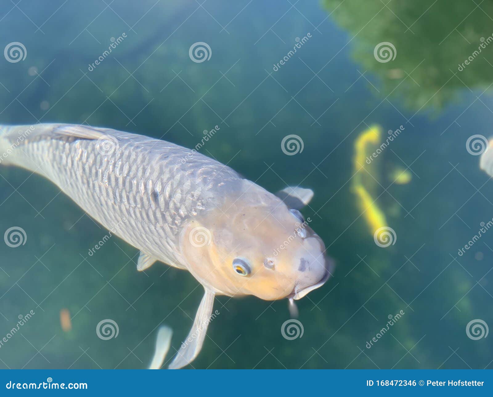Koi Fish in Pond with Green Water Stock Photo - Image of rich, green ...