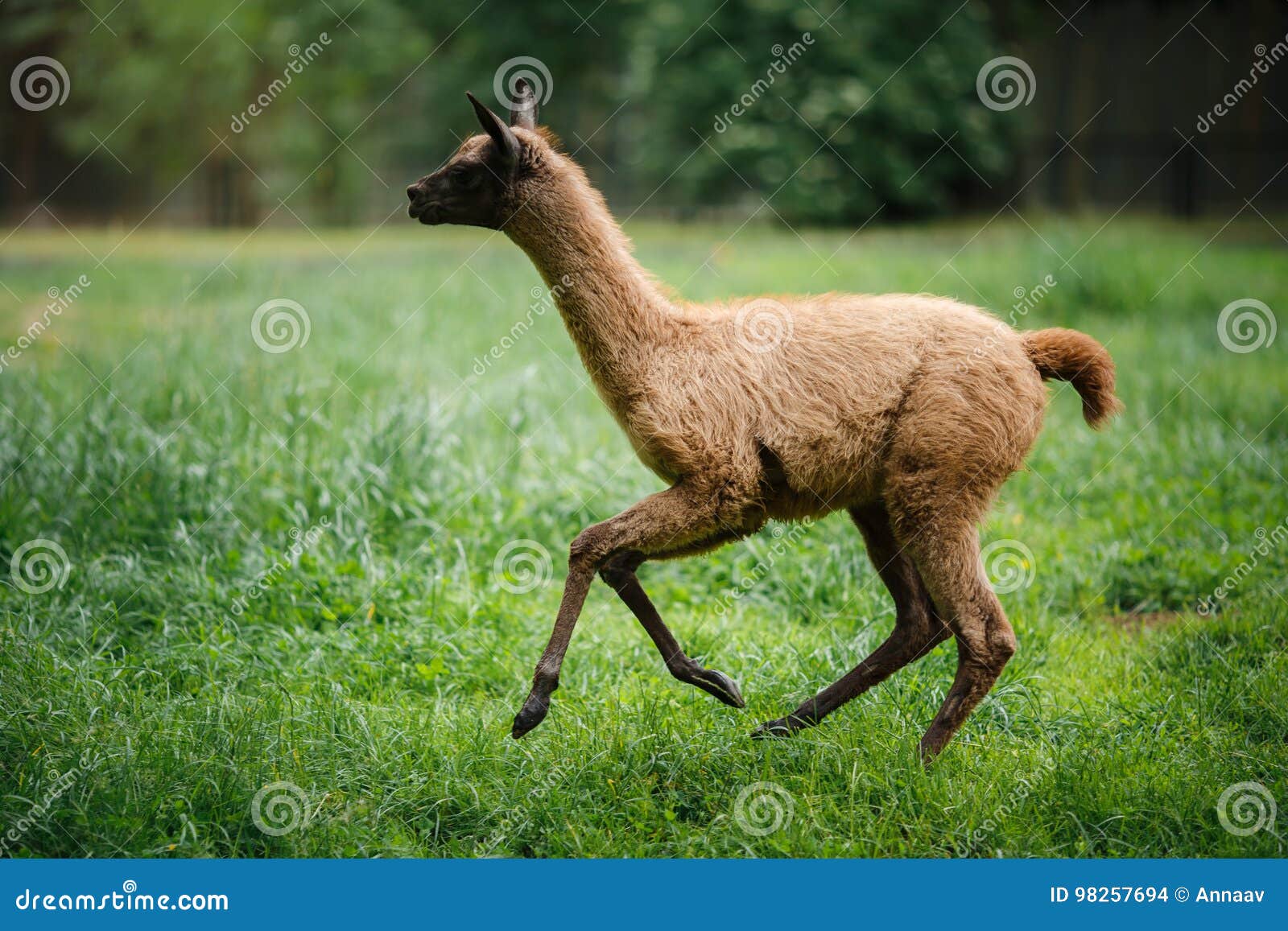 Grey Lama stock photo. Image of wool, hair, brown, wild - 98257694