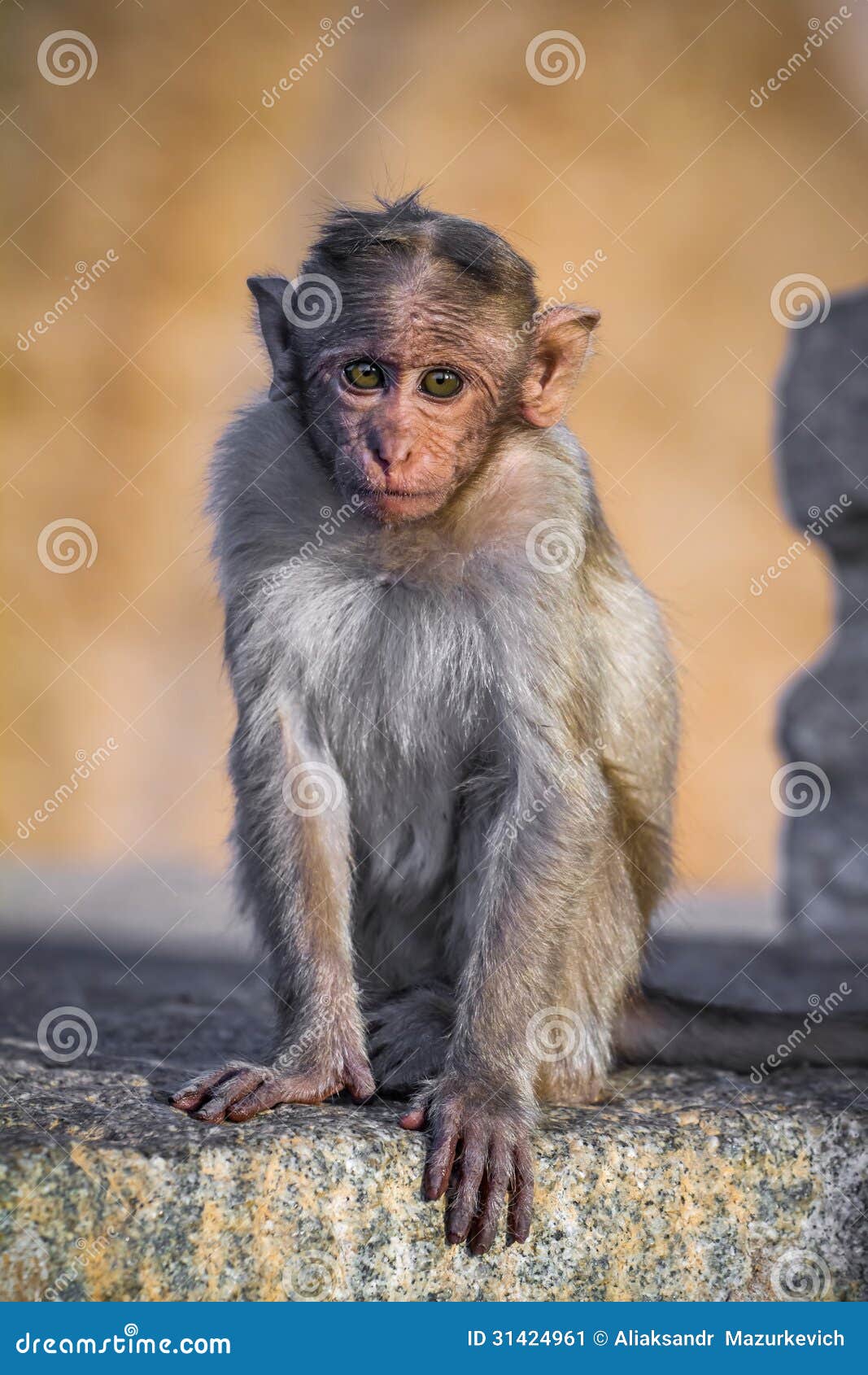 Grey Langur, Black Faced Baby Monkey Stock Image - Image of asia, dusky ...