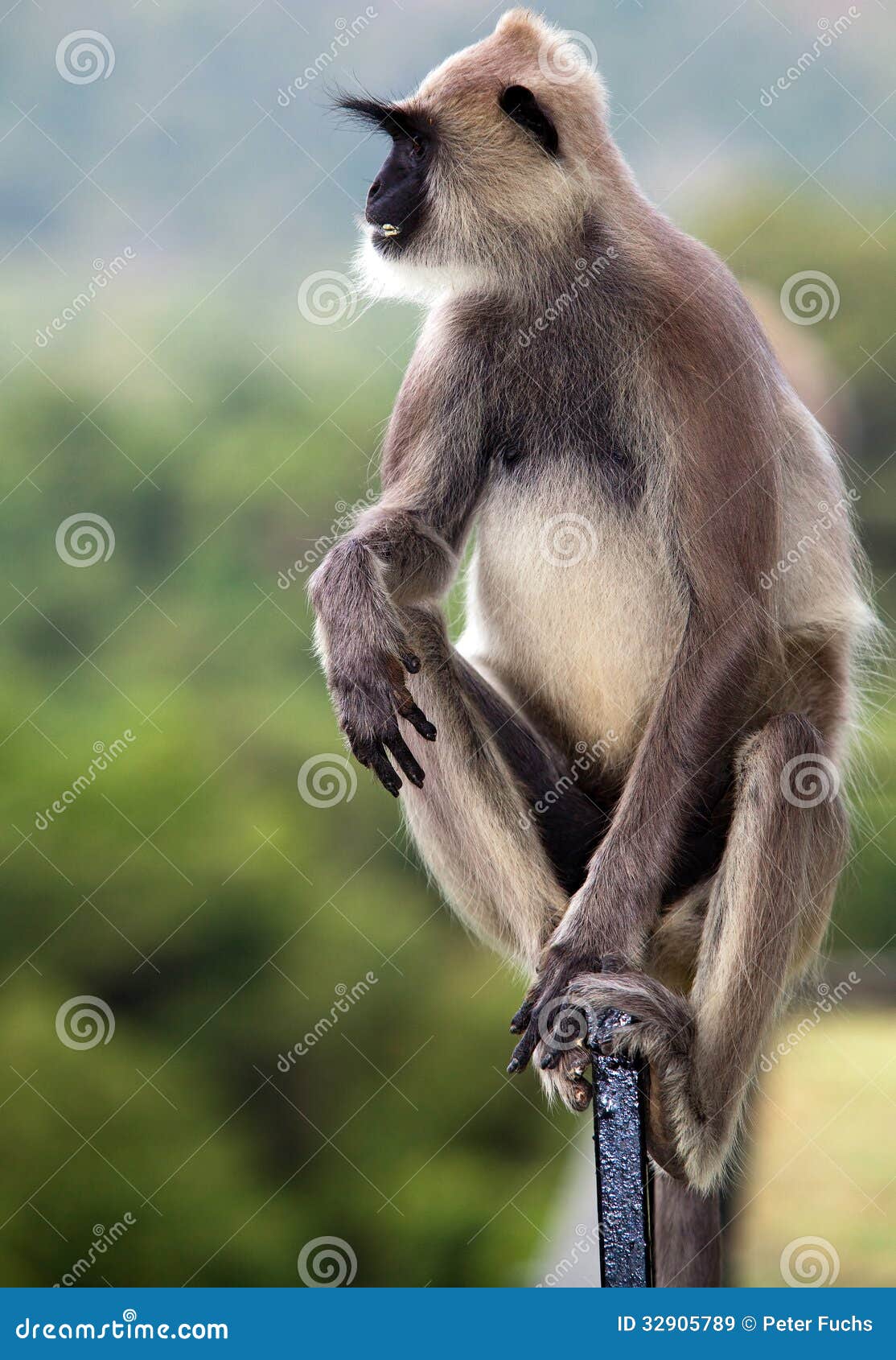 Grey Langur monkey stock image. Image of sitting, looking - 32905789