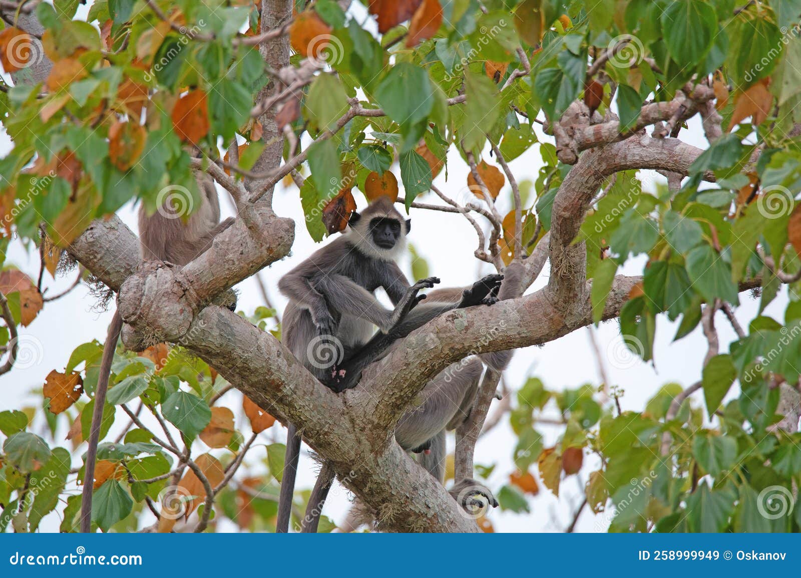 Gray Langur or Semnopithecus Priam Thersites Sits on Tree Stock Image ...