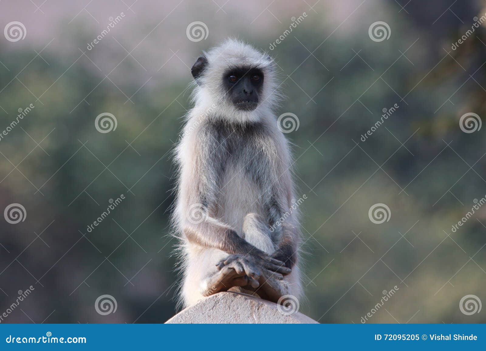 Grey Langur (Semnopithecus Schistaceus) Stock Image - Image of grey ...