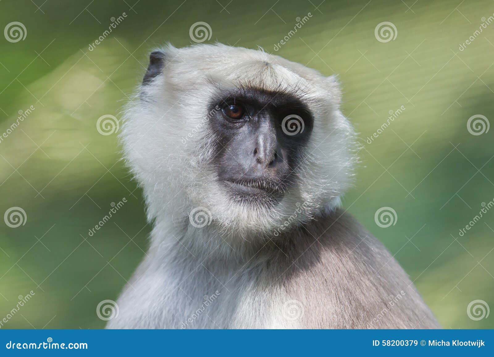 Grey Langur (Semnopithecus Schistaceus) Stock Image - Image of apes ...