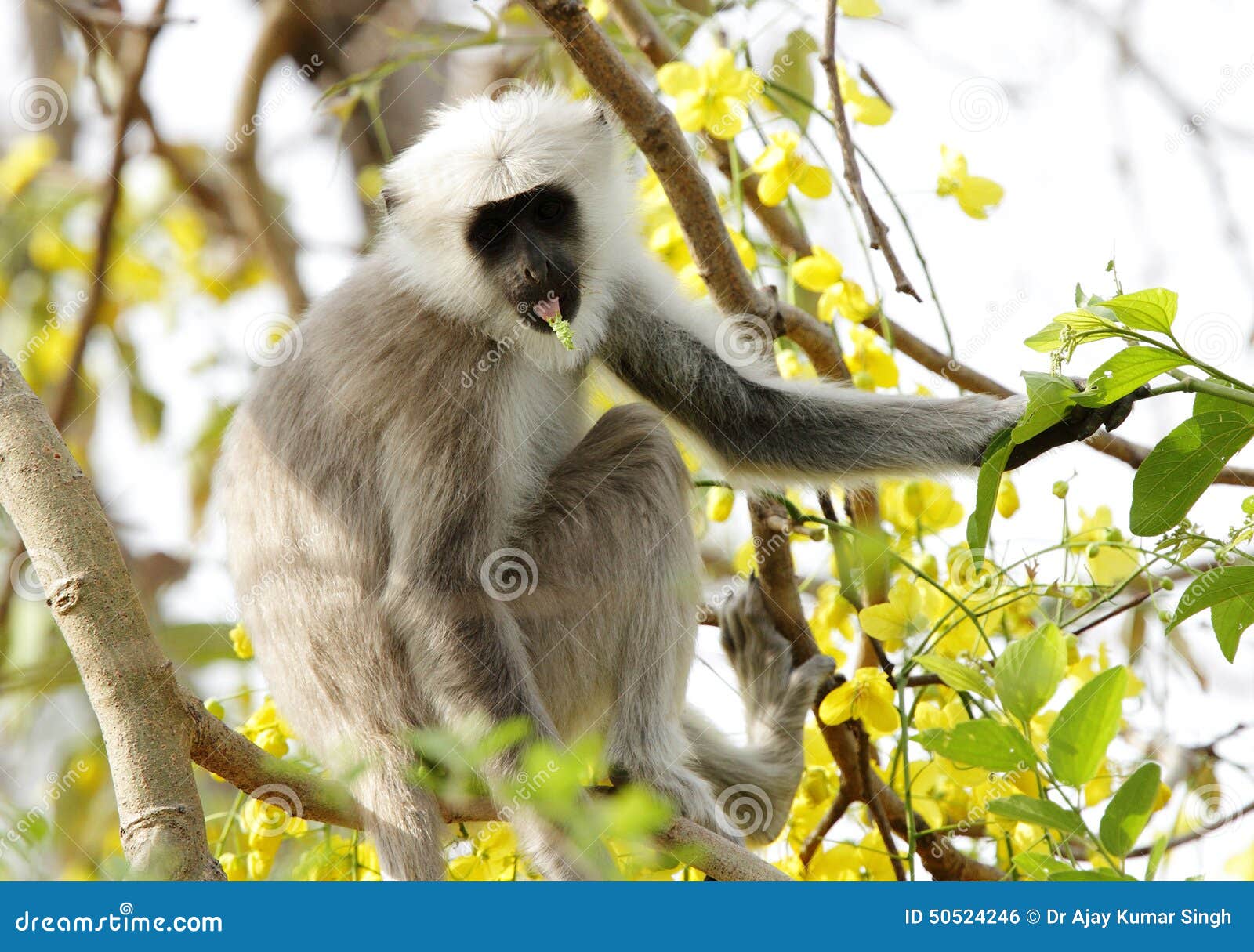 Grey Langur Sitting on a Tree Stock Photo - Image of landscape, india ...