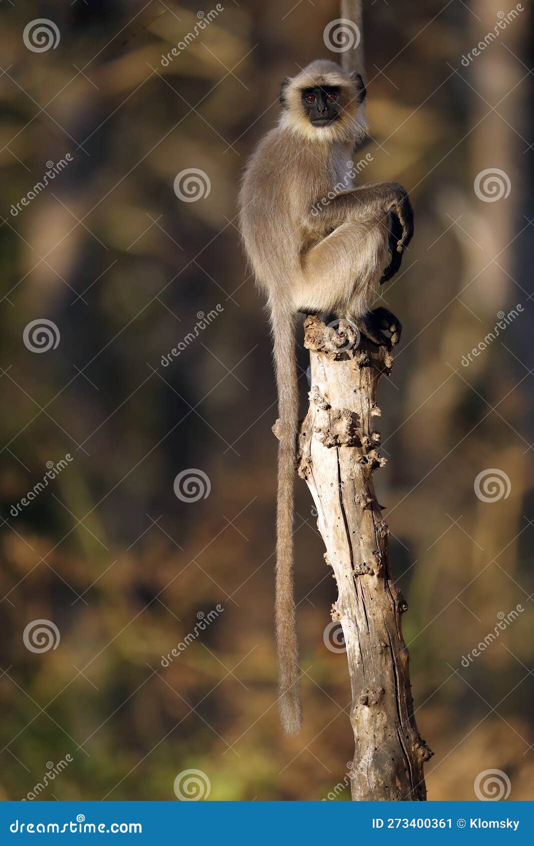 Grey Langurs, Also Called Hanuman Langurs and Hanuman Monkeys ...
