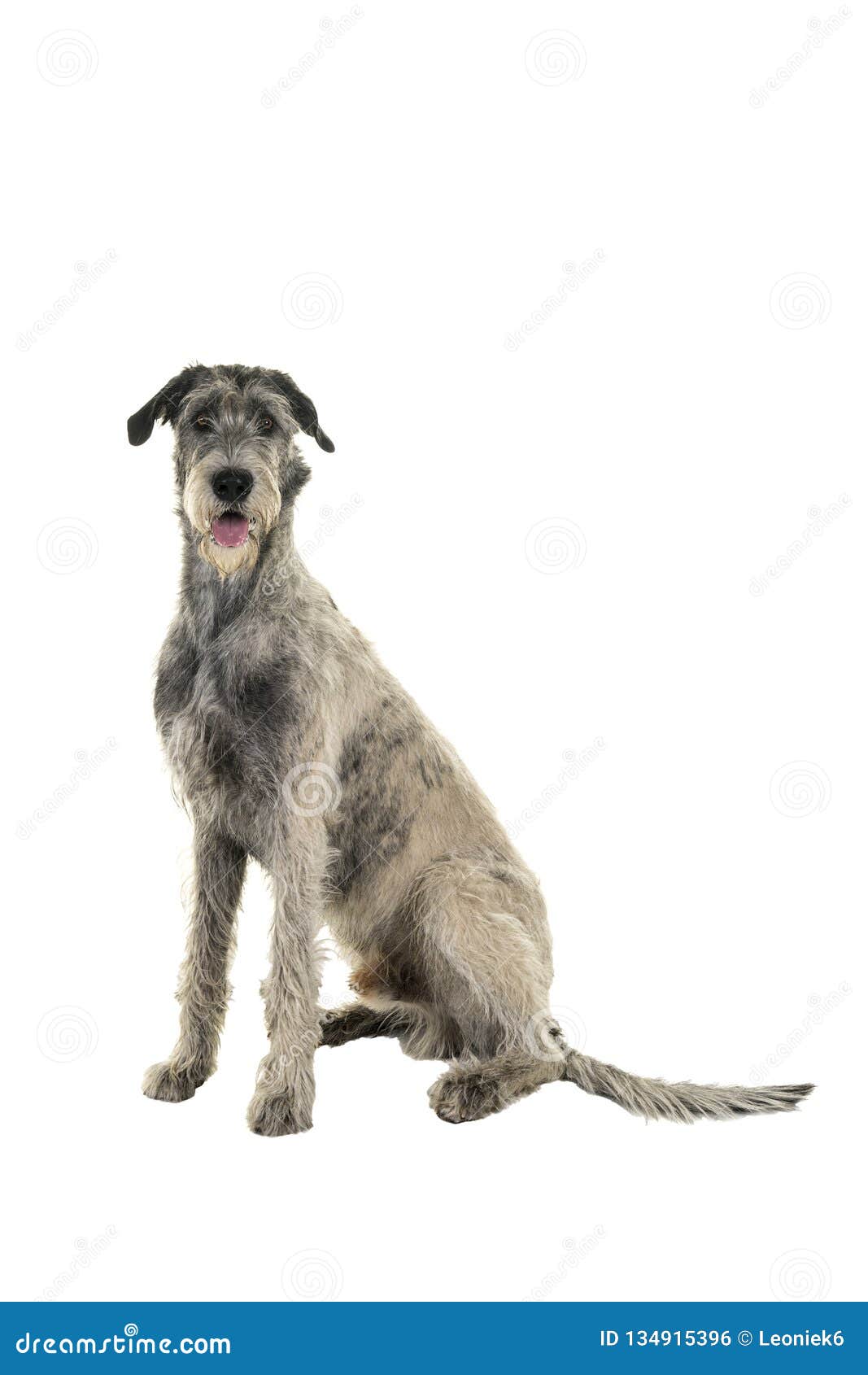 Grey Large Irish Wolfhound Dog Sitting Sideways Looking at Camera ...