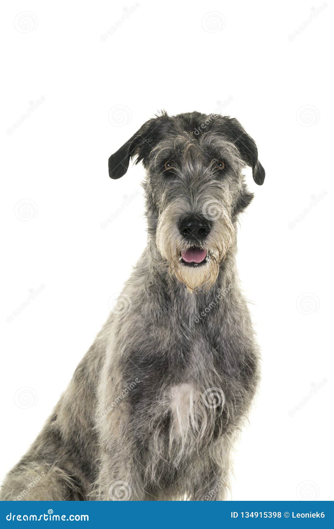 Grey Large Irish Wolfhound Dog Sitting Sideways Looking at Camera ...