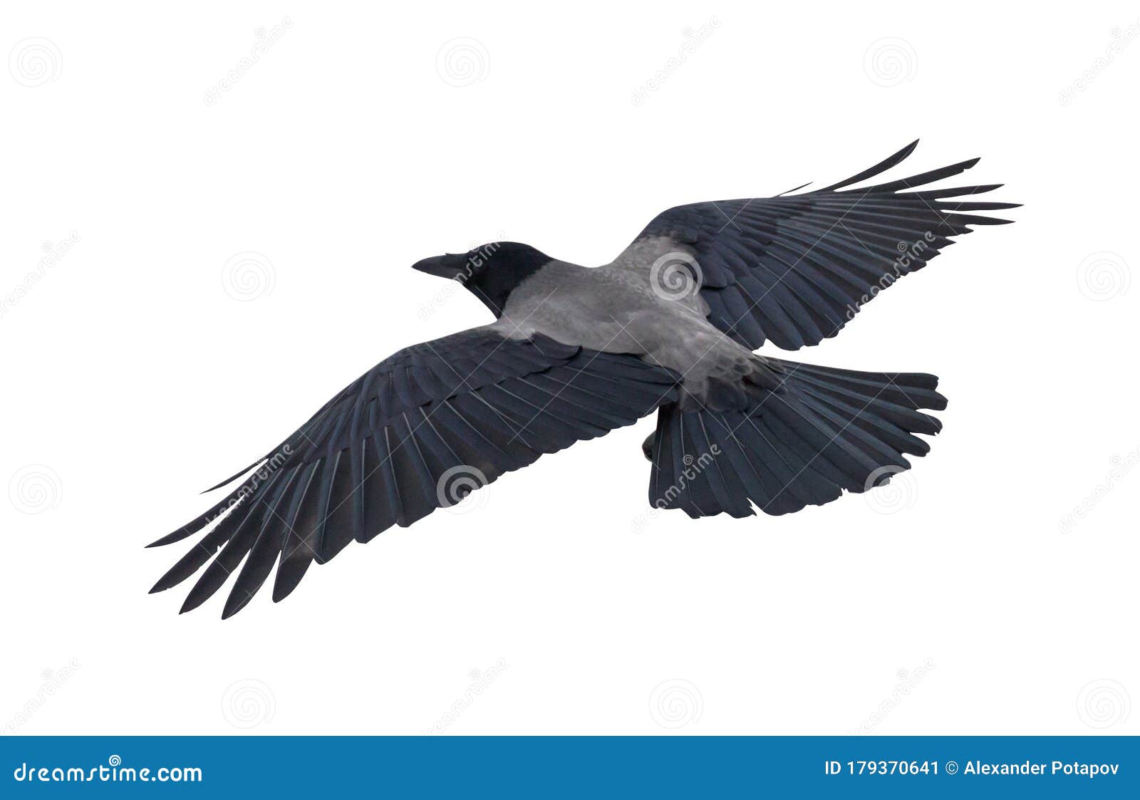 Grey Large Isolated Crow Flight Stock Image - Image of animals ...