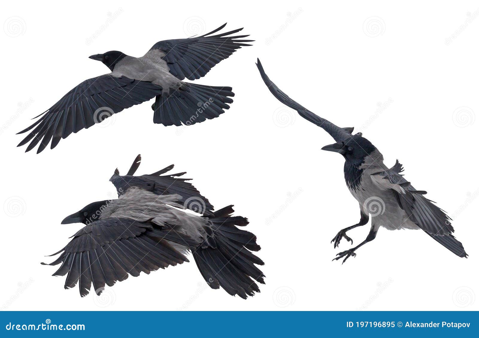 Grey Large Isolated Three Crows Flight Stock Image - Image of black ...