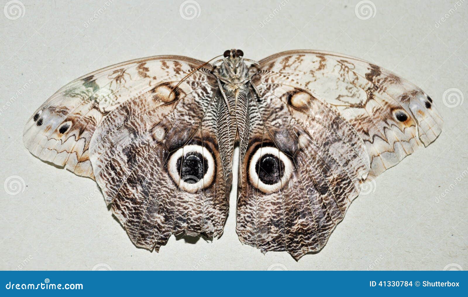 Moth Close Up Grey Large with Rings on Wings Stock Photo - Image of ...