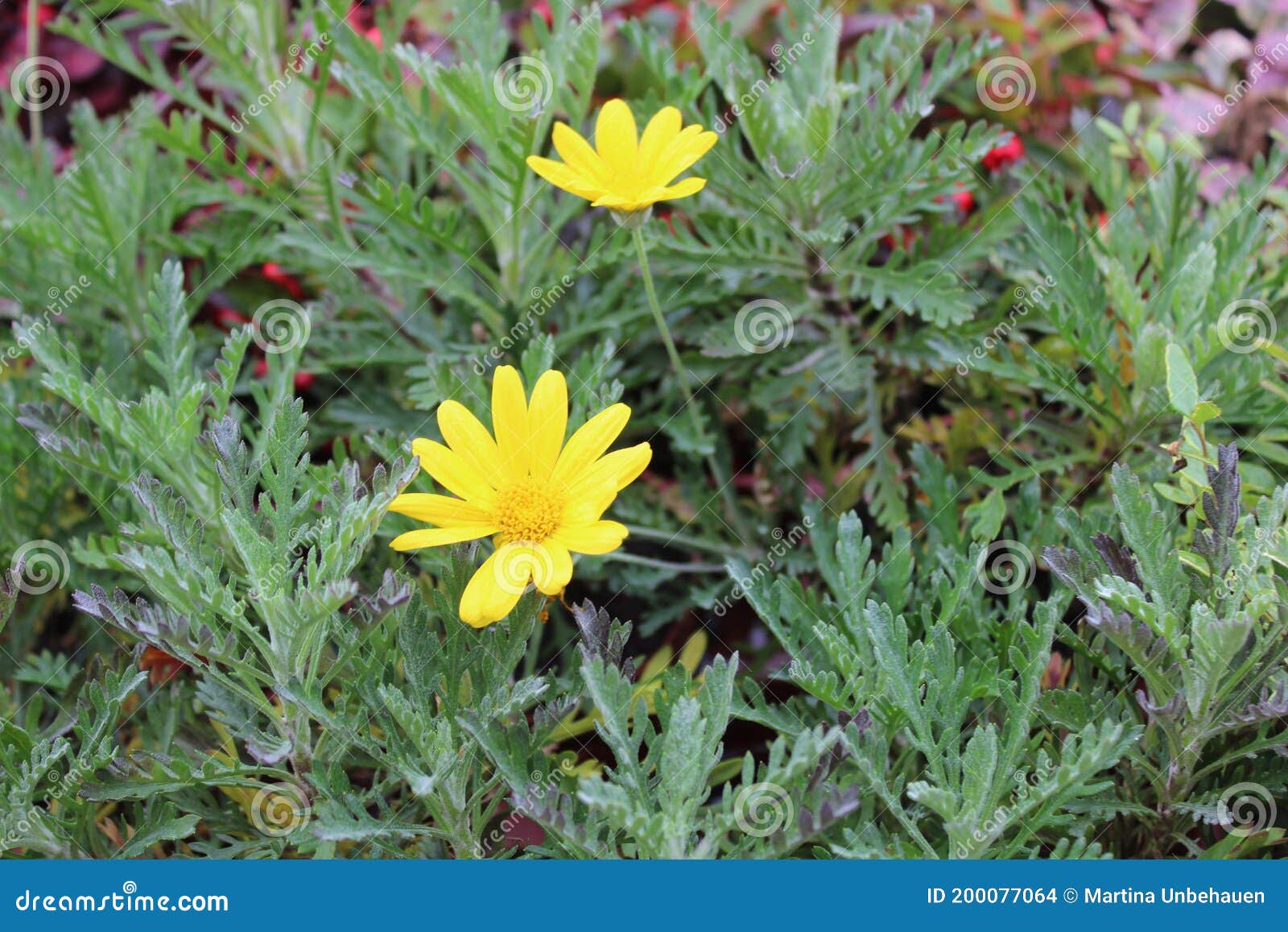 Rey-Leaved Euryops Euryops Pectinatus Stock Image | CartoonDealer.com ...