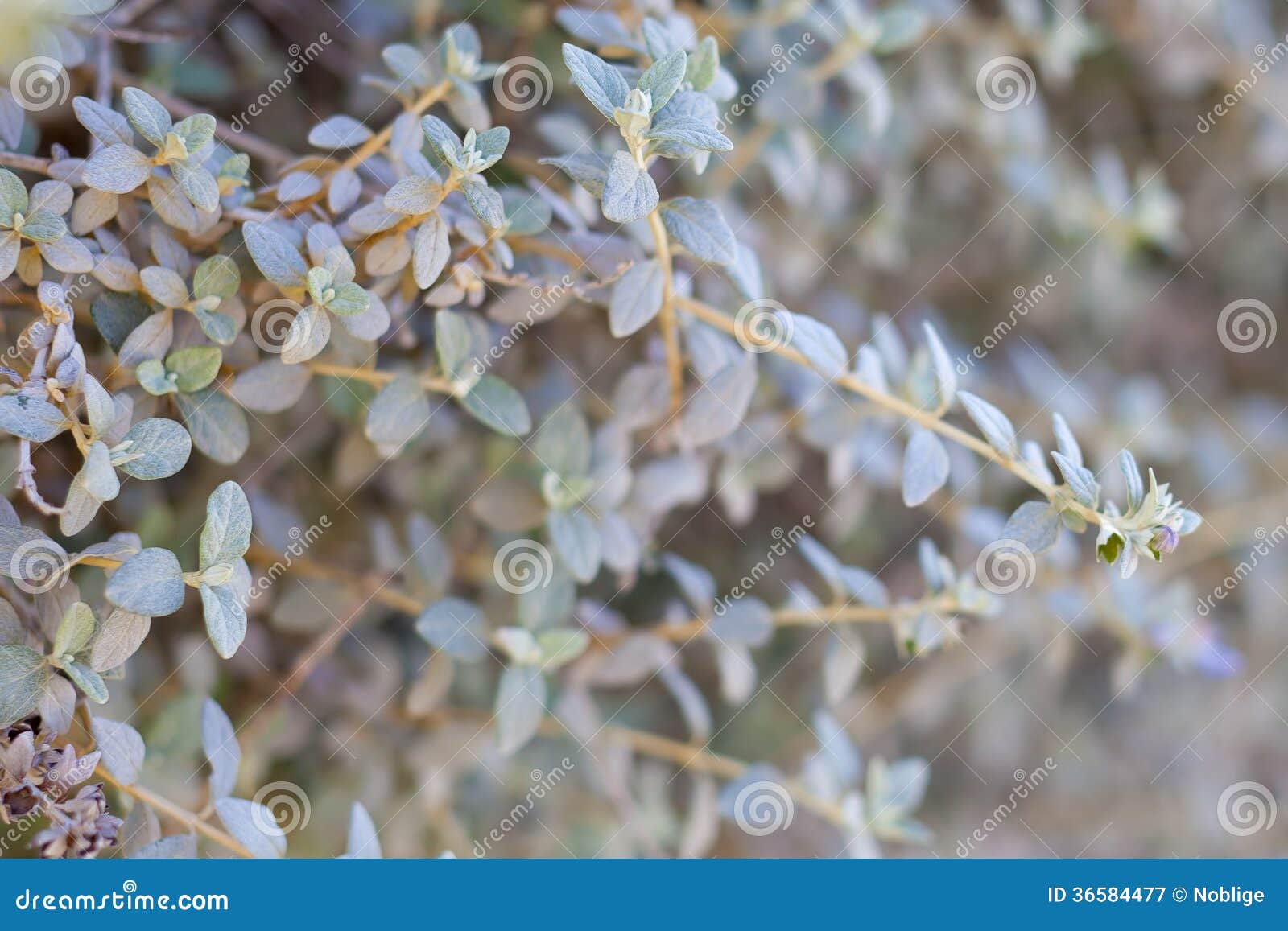 Grey leaves stock image. Image of nature, beauty, retro - 36584477
