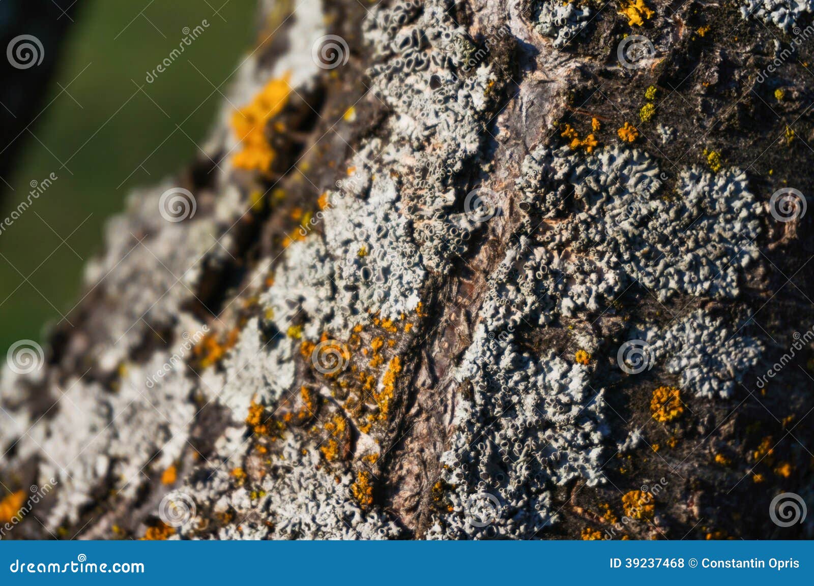 Grey lichen stock photo. Image of composite, lichens - 39237468