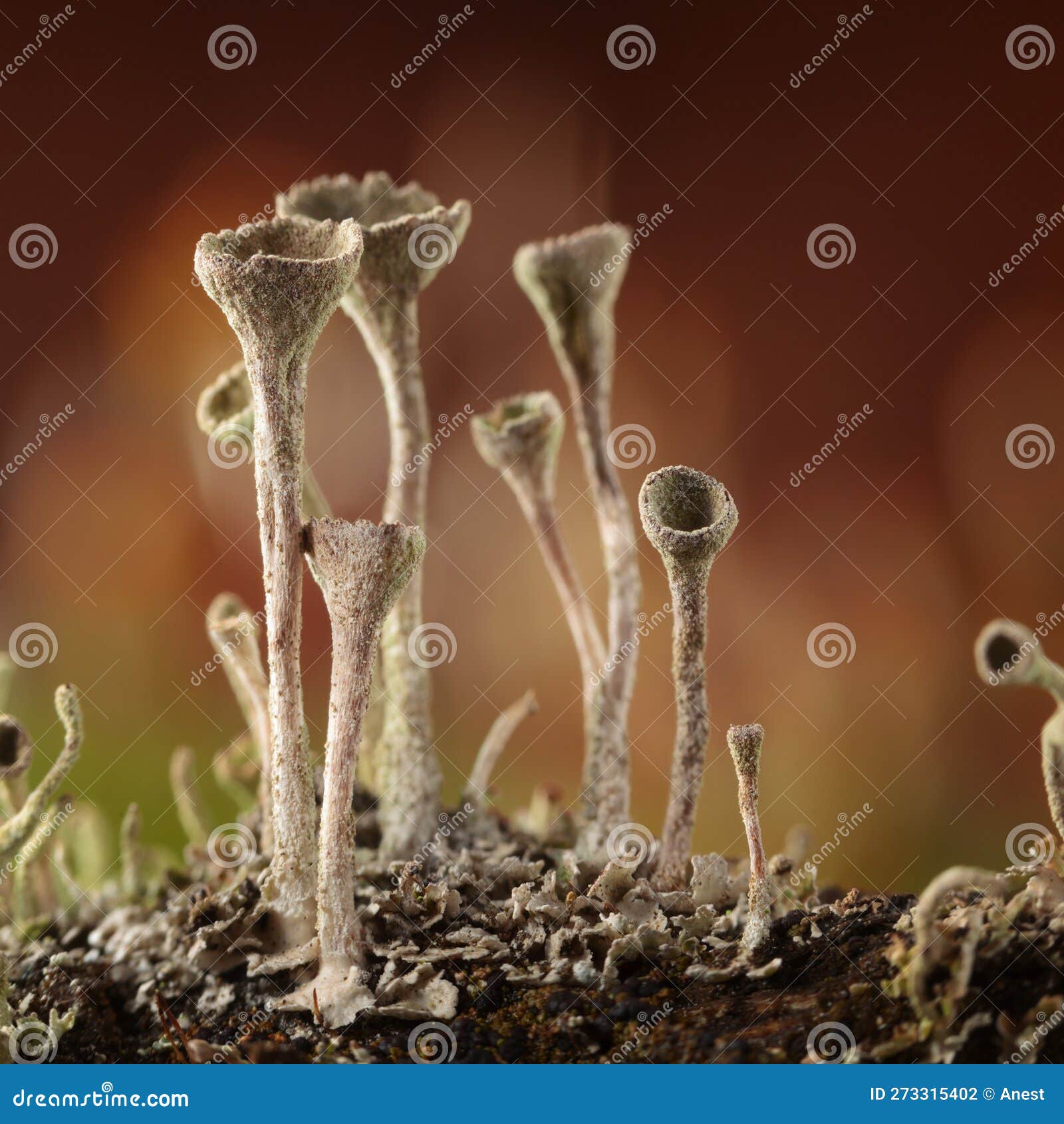 Grey lichen group stock photo. Image of grey, brown - 273315402