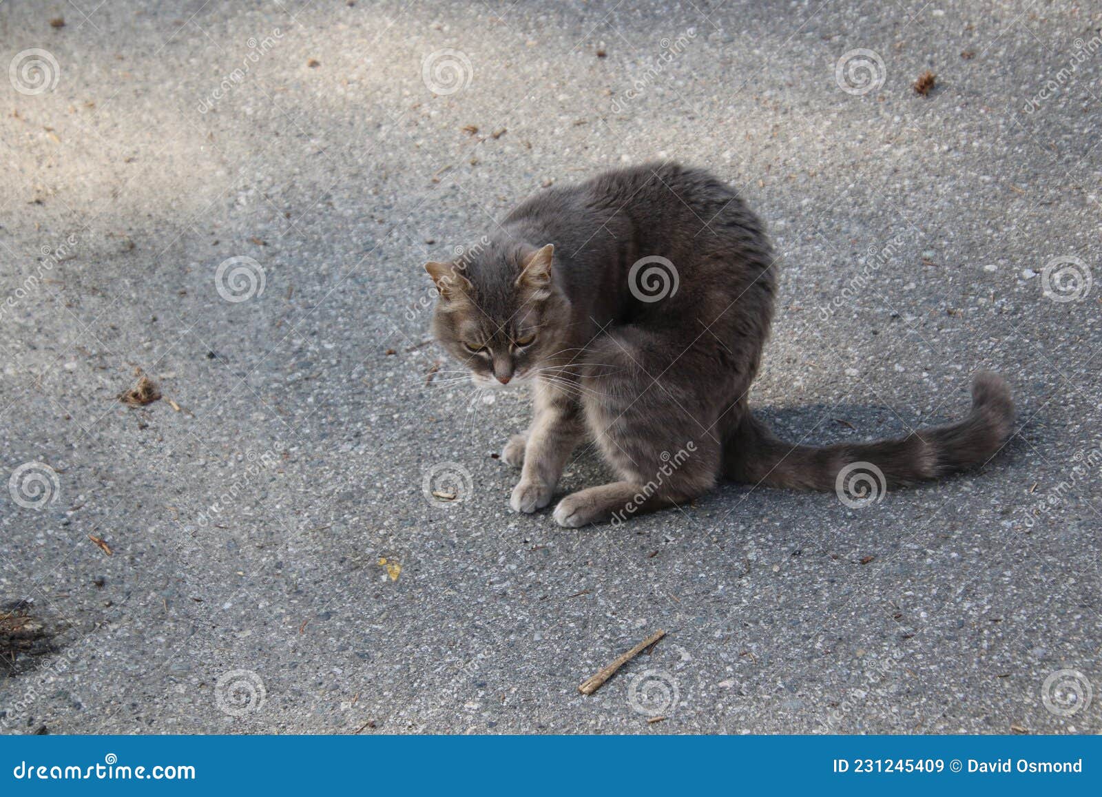 A Grey Light Brown Cat Sitting Hunched Over Stock Image - Image of ...