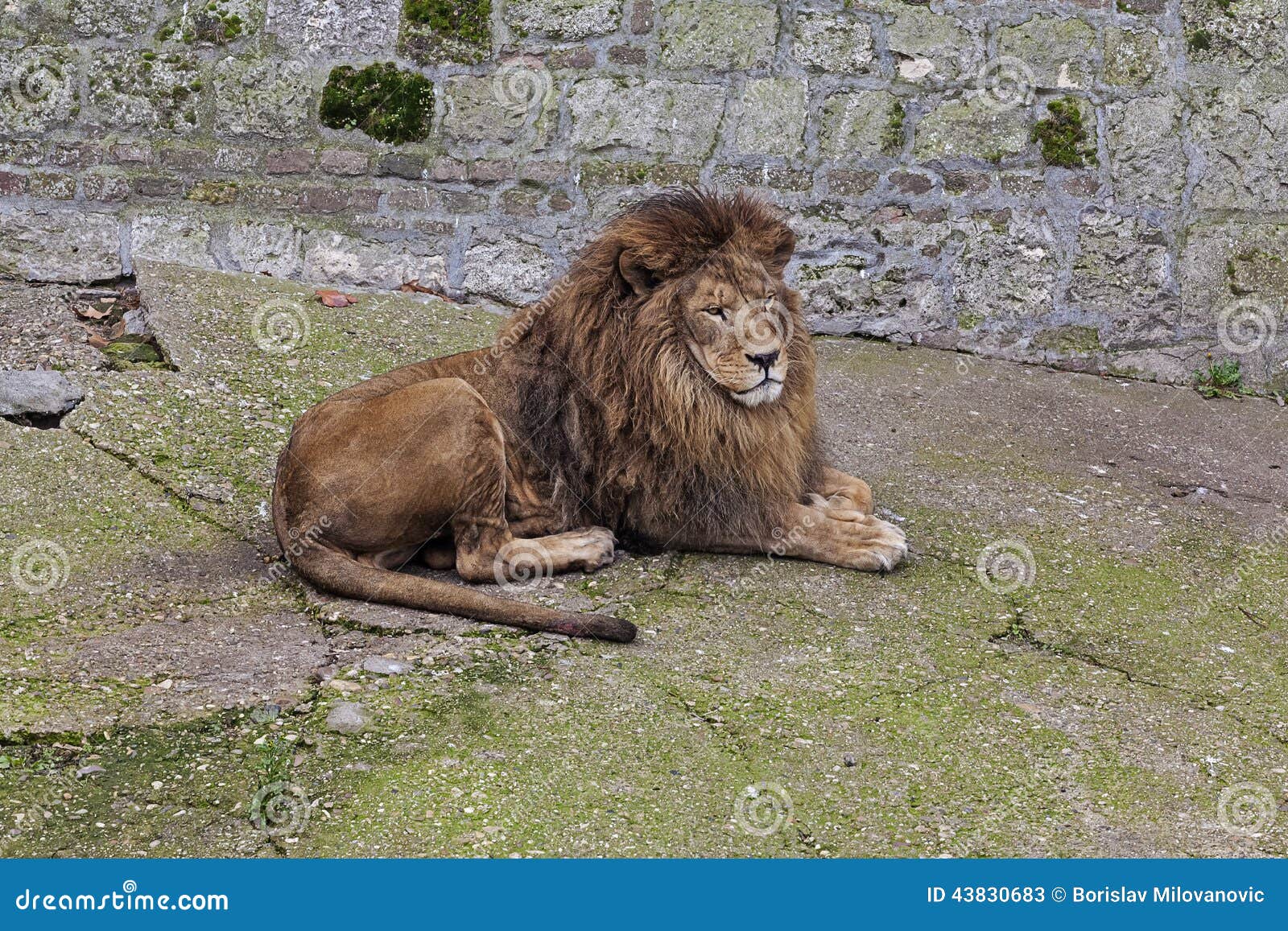 Grey lion stock image. Image of lion, wildlife, belgrade - 43830683