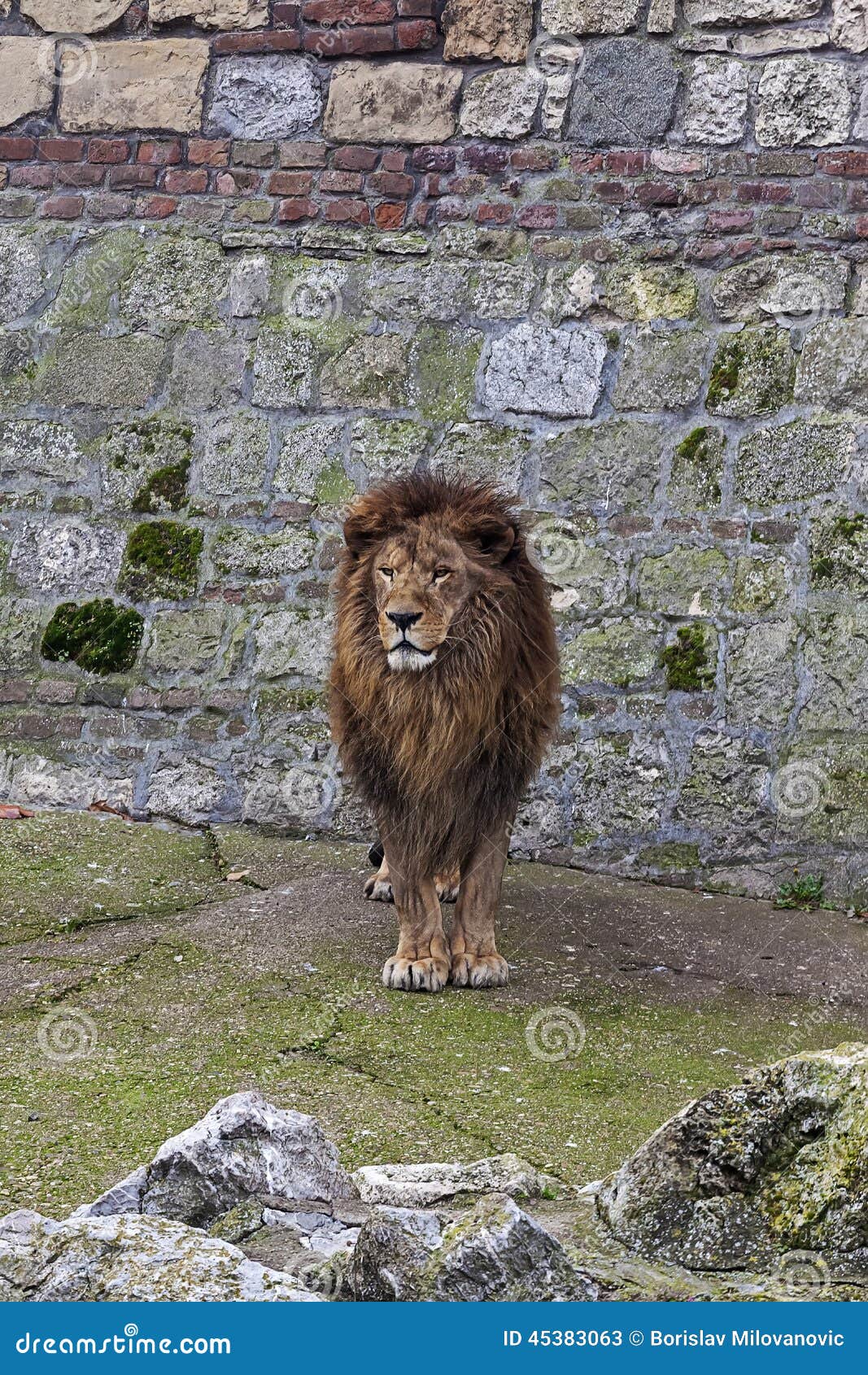 Grey Lion 2 Stock Photos - Free & Royalty-Free Stock Photos from Dreamstime
