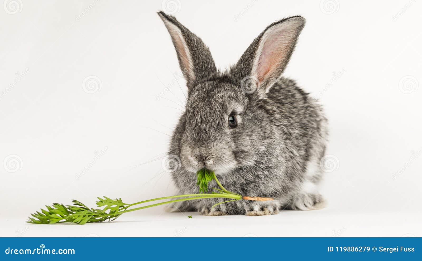Grey Little Rabbit Bites a Carrot on a White Background Stock Image ...