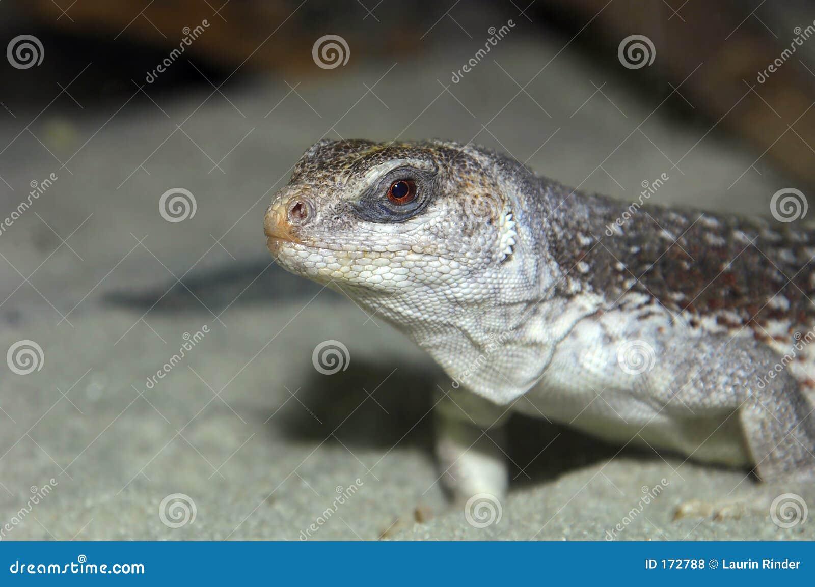 Grey Lizard stock photo. Image of outdoors, desert, captive - 172788